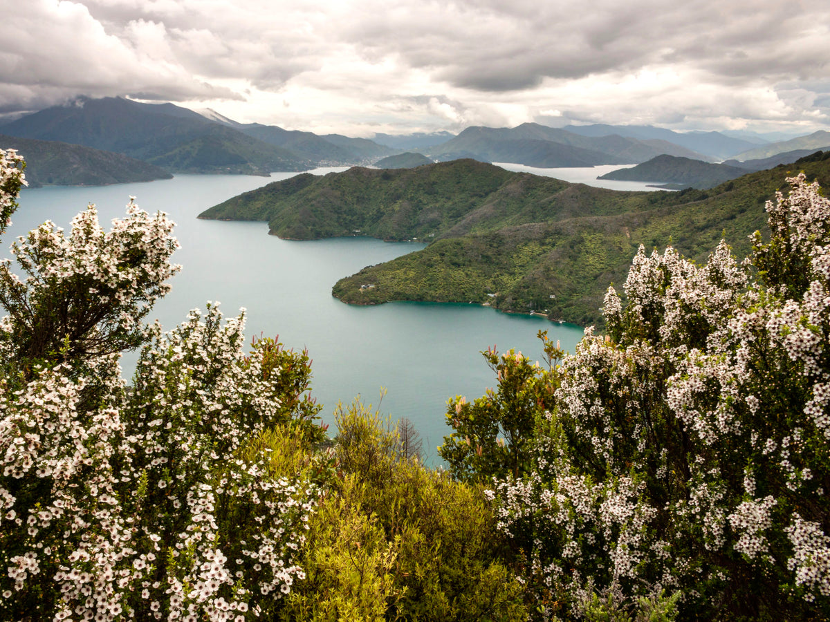 The Manuka Plant | What you need to know about this therapeutic plant ...